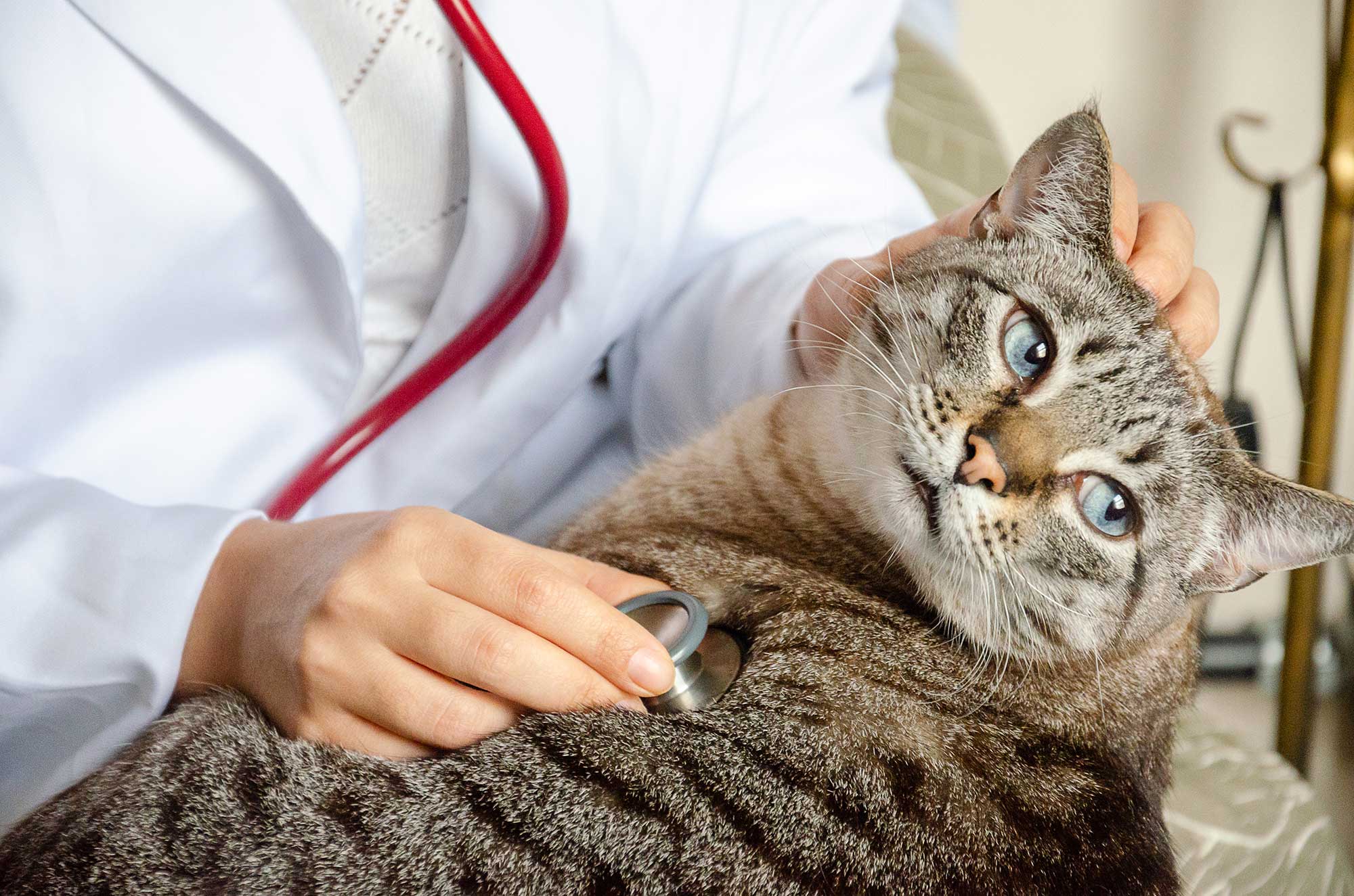 Meet Our Veterinarians in Nashua, NH | All Pets Veterinary Hospital